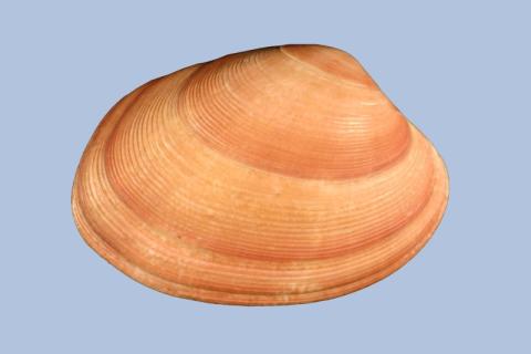 Tapes rhomboides | The Conchological Society of Great Britain and Ireland