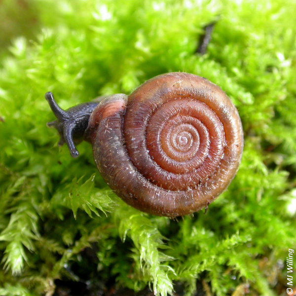 The Conchological Society of Great Britain and Ireland | The ...