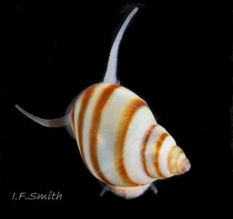 Lacuna vincta | The Conchological Society of Great Britain and Ireland