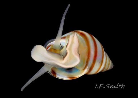 Lacuna vincta | The Conchological Society of Great Britain and Ireland