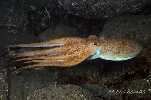 Eledone cirrhosa | The Conchological Society of Great Britain and Ireland