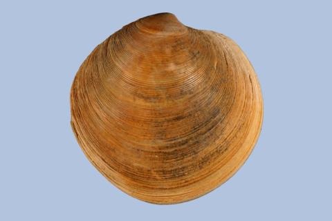 Dosinia exoleta | The Conchological Society of Great Britain and Ireland