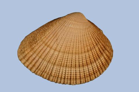 Timoclea ovata | The Conchological Society of Great Britain and Ireland