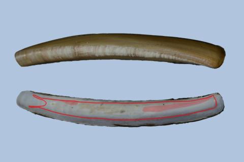 Ensis ensis | The Conchological Society of Great Britain and Ireland