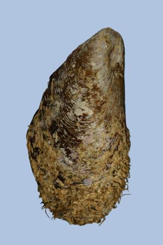 Modiolus barbatus | The Conchological Society of Great Britain and Ireland
