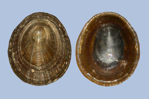 Patella pellucida Linnaeus, 1758 | The Conchological Society of Great ...