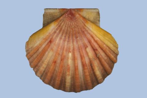 Pecten maximus | The Conchological Society of Great Britain and Ireland