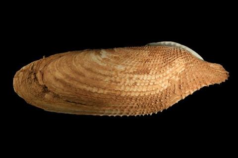 Pholas dactylus | The Conchological Society of Great Britain and Ireland