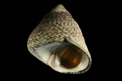 Phorcus lineatus | The Conchological Society of Great Britain and Ireland