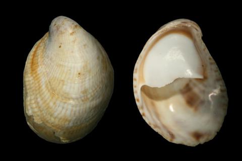 Crepidula fornicata | The Conchological Society of Great Britain and ...