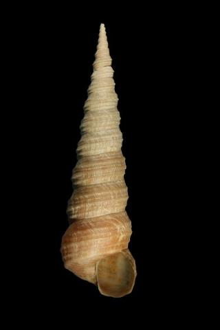 Turritellinella tricarinata (Brocchi, 1814) | The Conchological Society ...