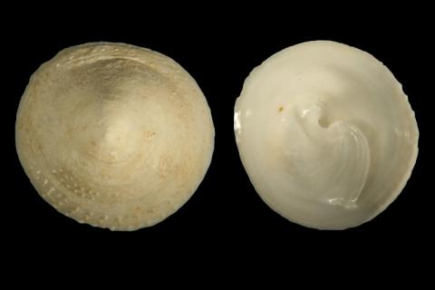 Calyptraea chinensis | The Conchological Society of Great Britain and ...