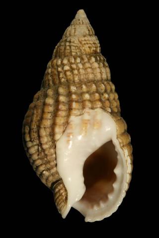 Tritia reticulata (Linnaeus, 1758) | The Conchological Society of Great ...