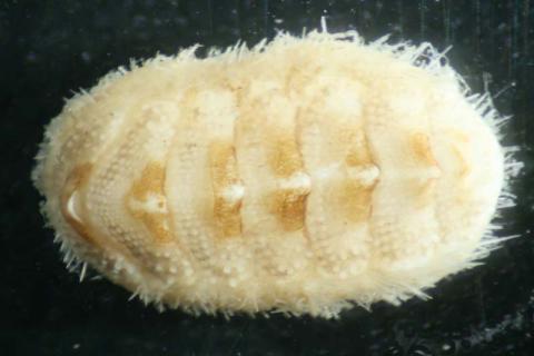 Hanleya hanleyi | The Conchological Society of Great Britain and Ireland